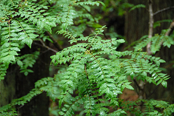 日本の薬草。様々な効果をもたらす和ハーブ10選